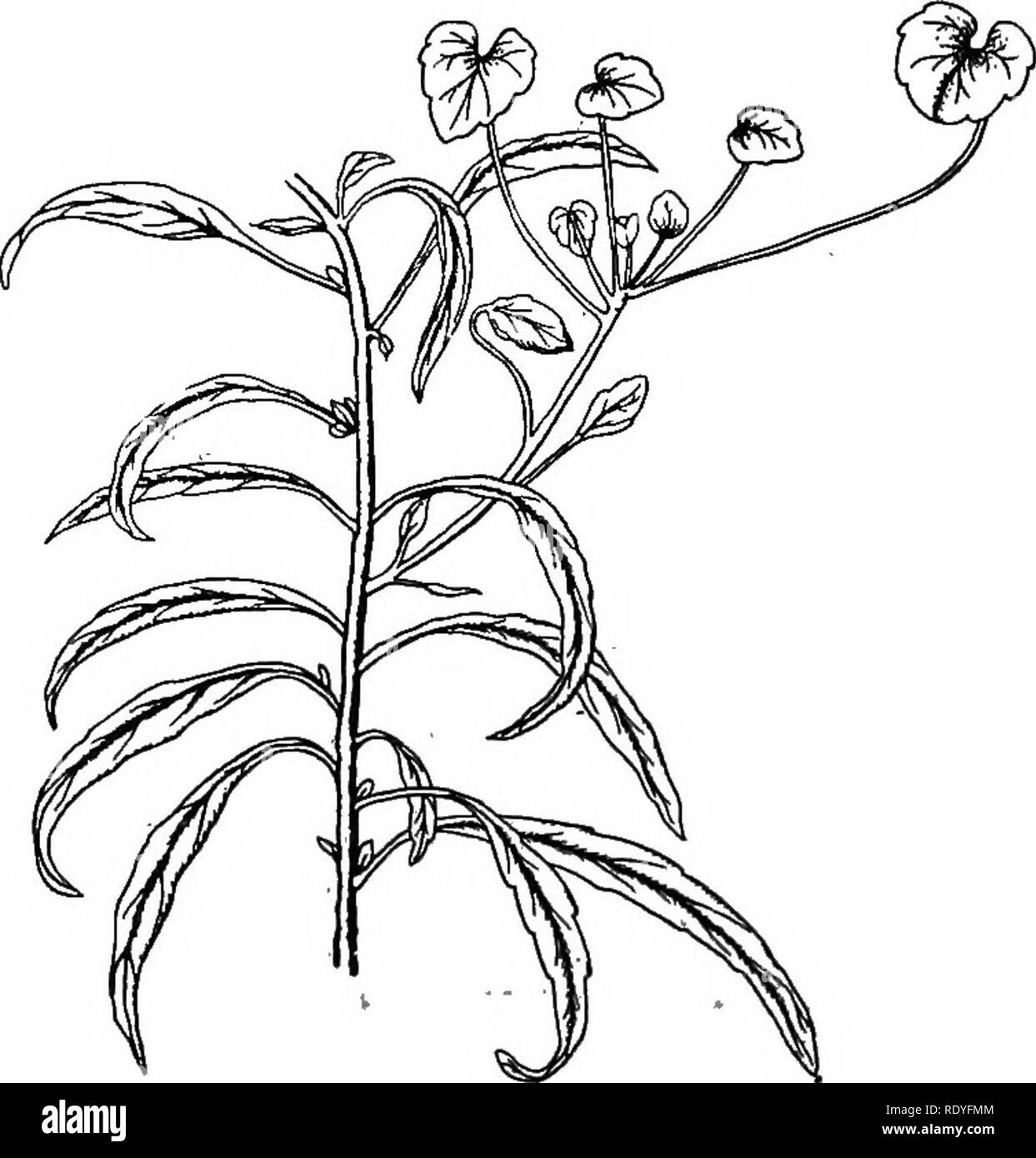 . Plant physiology. Plant physiology. 2S8 PHYSIOLOGY . OF GROWTH AND ...