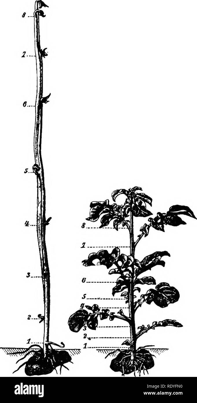 Etiolated plant hi-res stock photography and images - Alamy