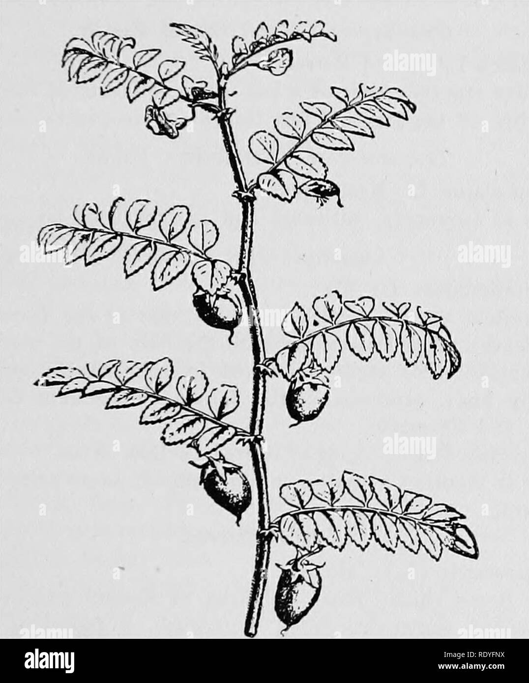 Robinin hi-res stock photography and images - Alamy