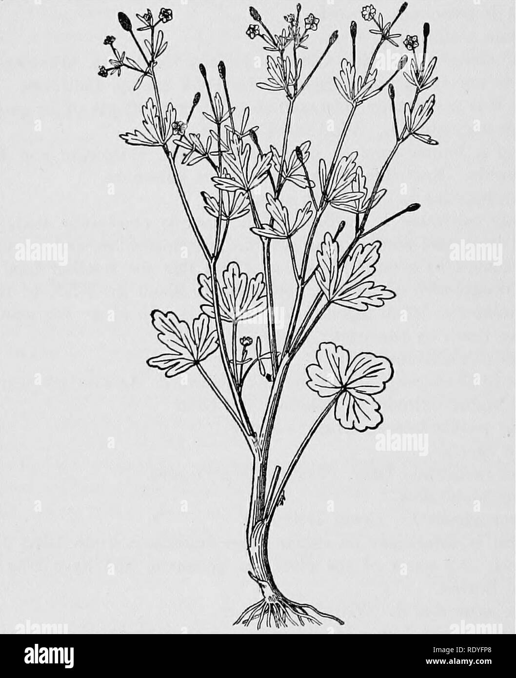 . A manual of poisonous plants, chiefly of eastern North America, with ...