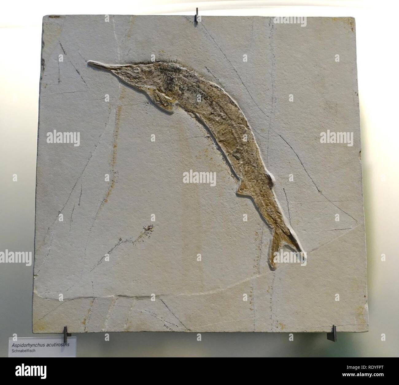 Aspidorhynchus acutirostris hi-res stock photography and images - Alamy