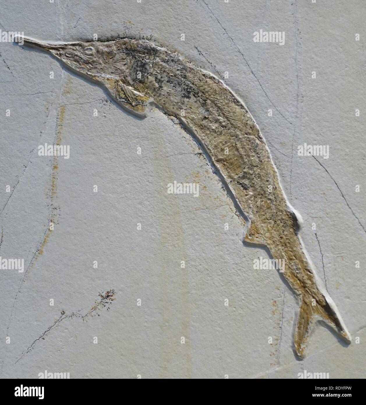 Aspidorhynchus acutirostris hi-res stock photography and images - Alamy