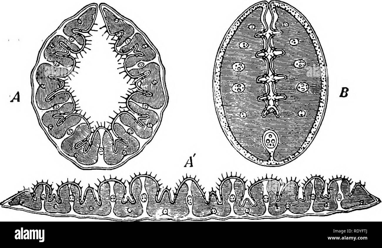 Leaf cross section stomata hi-res stock photography and images - Alamy