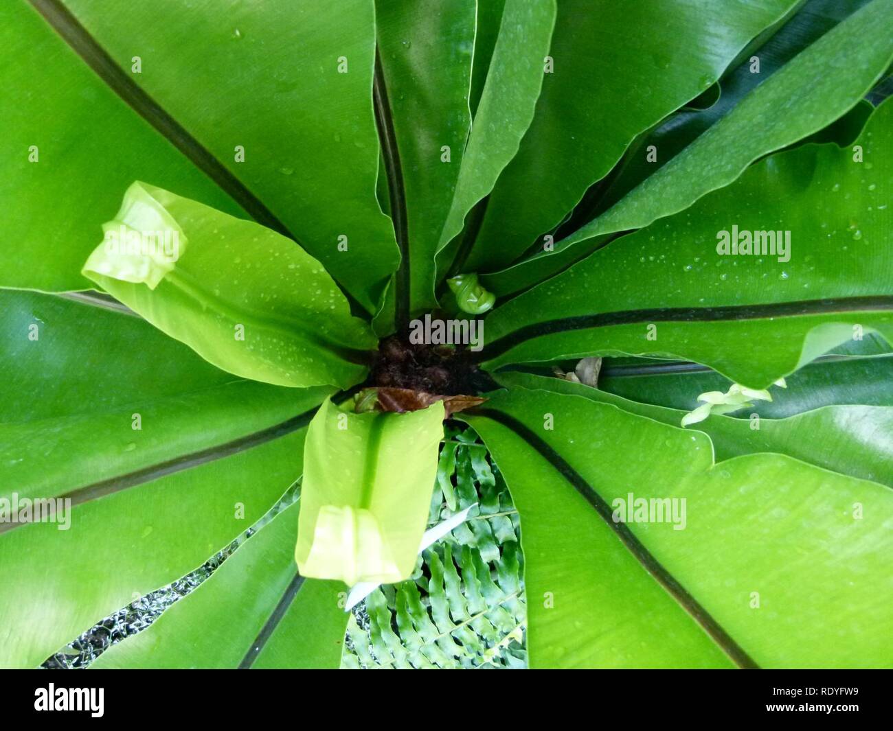 Asplenium nidus avis Stock Photo - Alamy