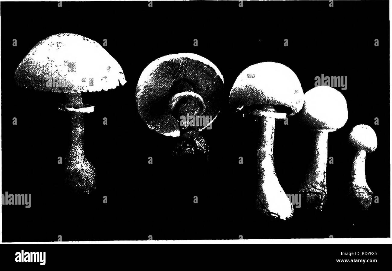 Smooth surface hymenium Black and White Stock Photos & Images - Alamy