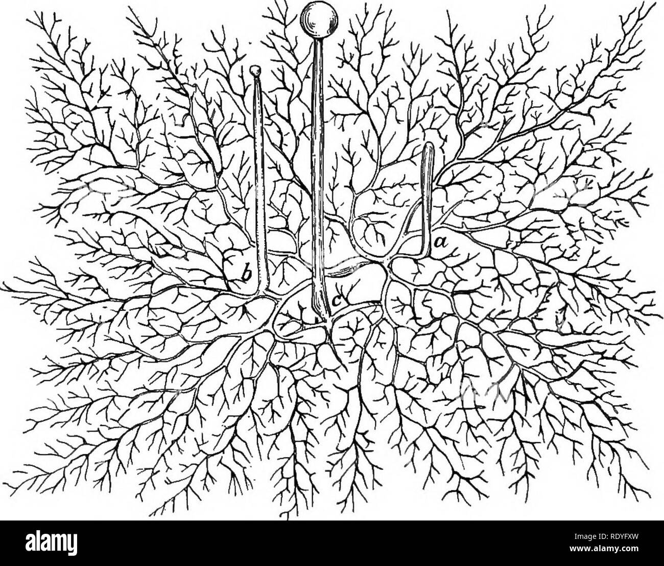 . Plant physiology. Plant physiology. 230 PHYSIOLOGY OF GROWTH AND ...
