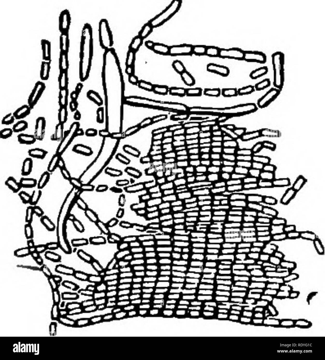 Enzyme manufacture Cut Out Stock Images & Pictures - Alamy