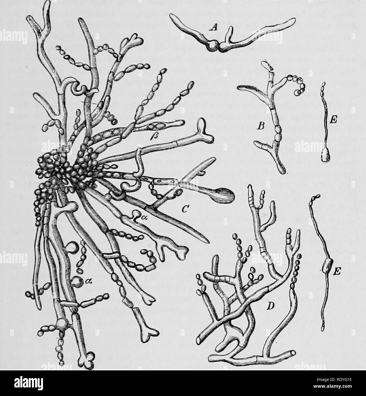 Skin disease in dogs hi-res stock photography and images - Alamy