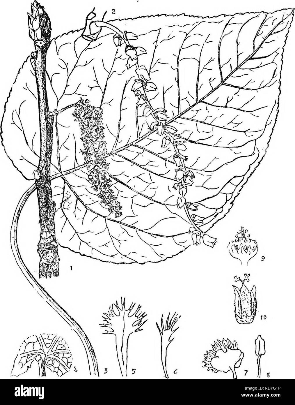 Populus lasiocarpa Black and White Stock Photos & Images - Alamy