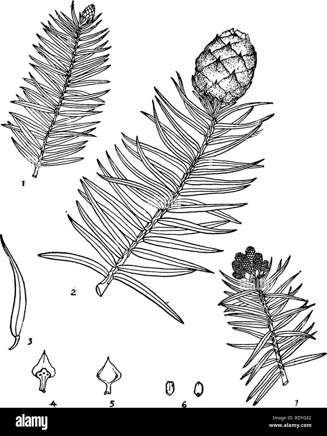 Cunninghamia lanceolata Black and White Stock Photos & Images - Alamy