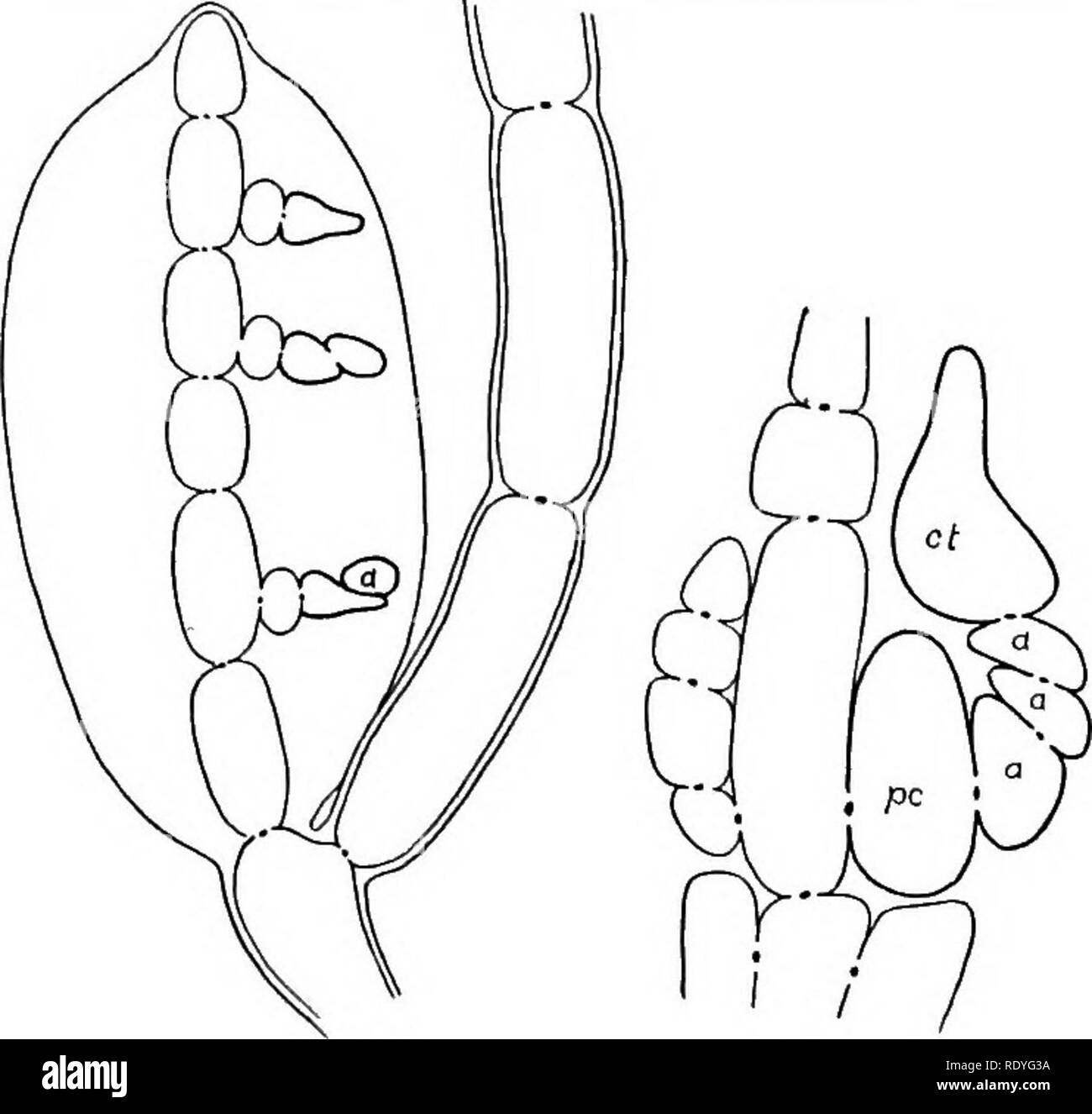 . A textbook of botany for colleges and universities ... Botany. 6o ...