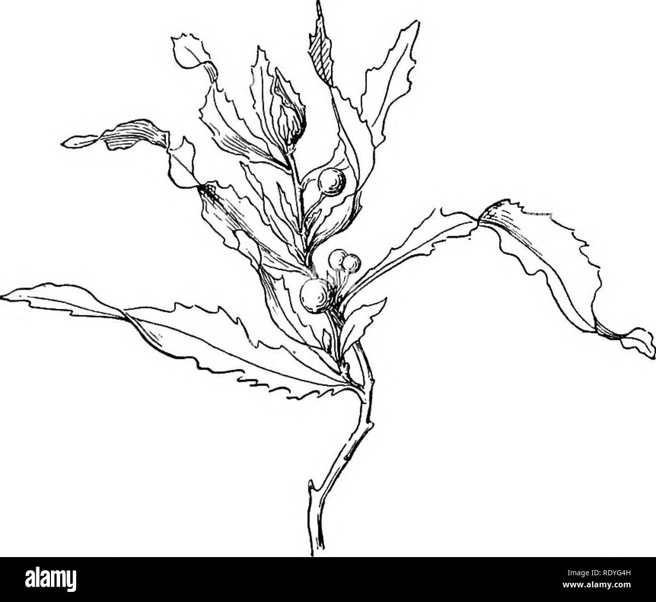 Transverse and longitudinal lines Black and White Stock Photos & Images ...