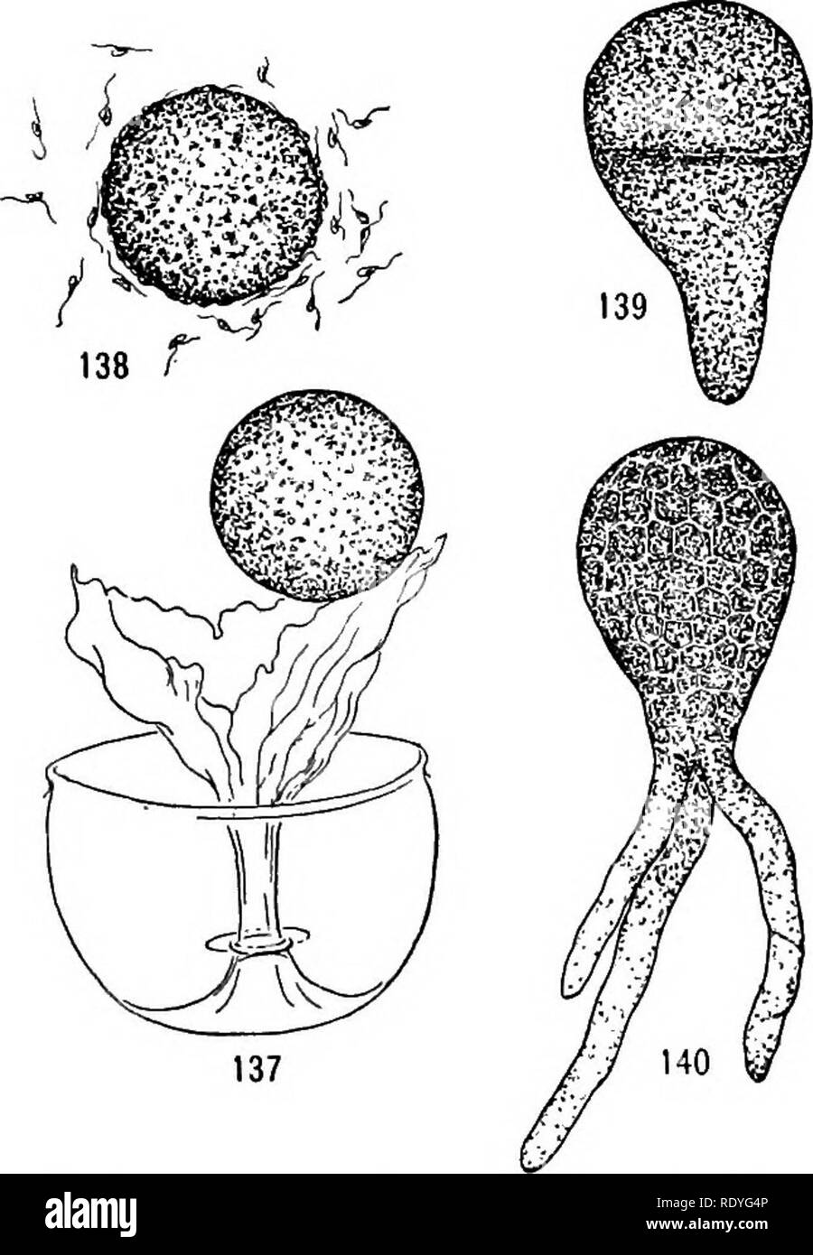 Sargassum Diagram On A Microscope
