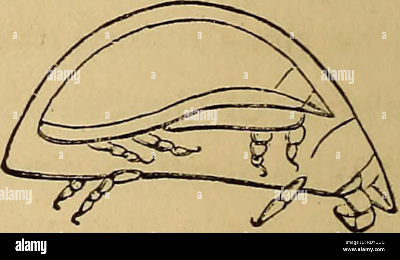 Tyroglyphus hi-res stock photography and images - Alamy