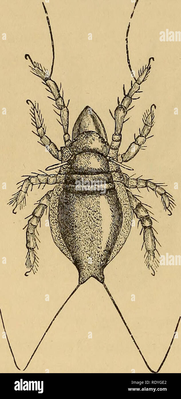 . Economic entomology. Beneficial insects; Insect pests; Thysanura. 222 ...