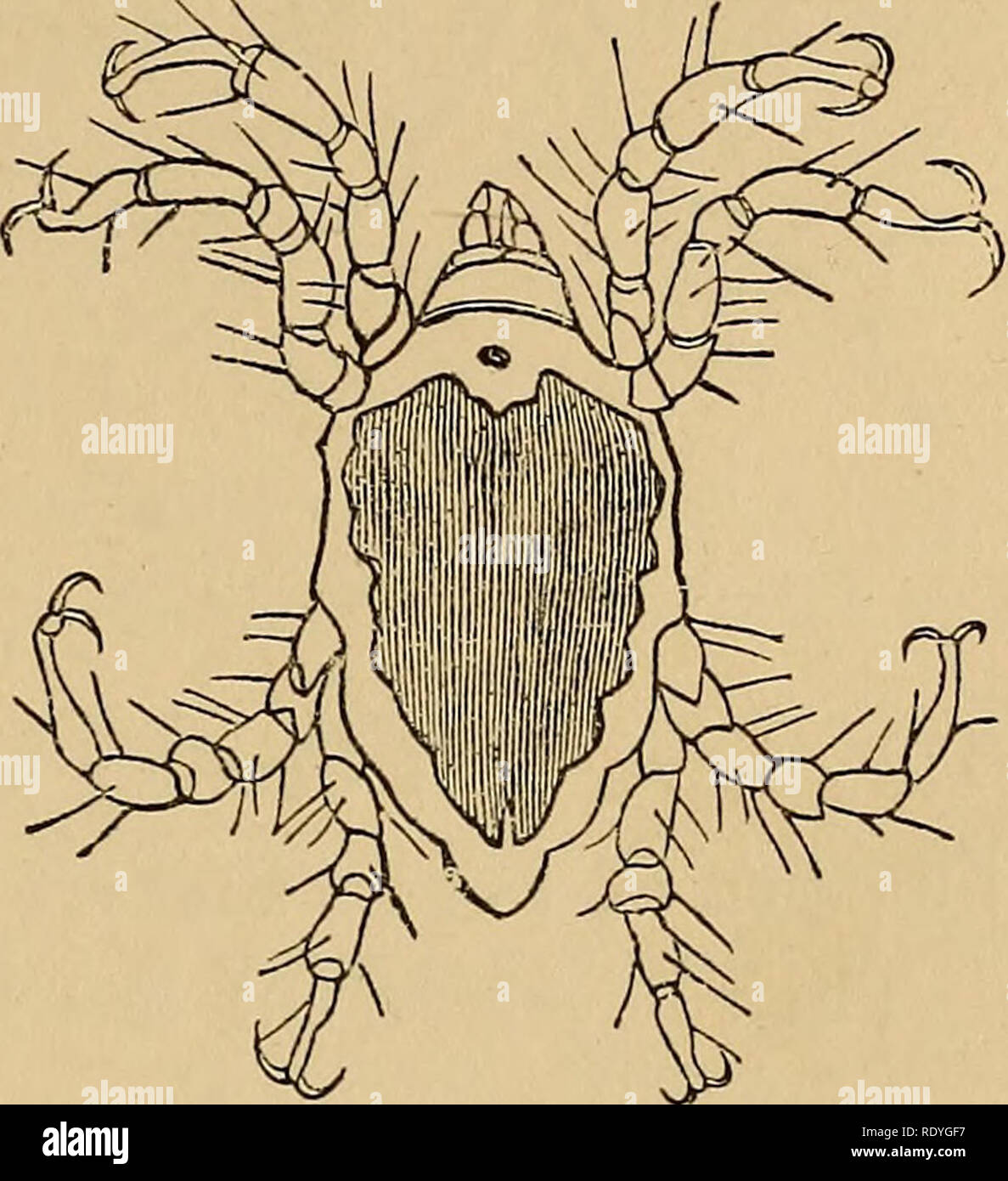 . Economic entomology. Beneficial insects; Insect pests; Thysanura ...