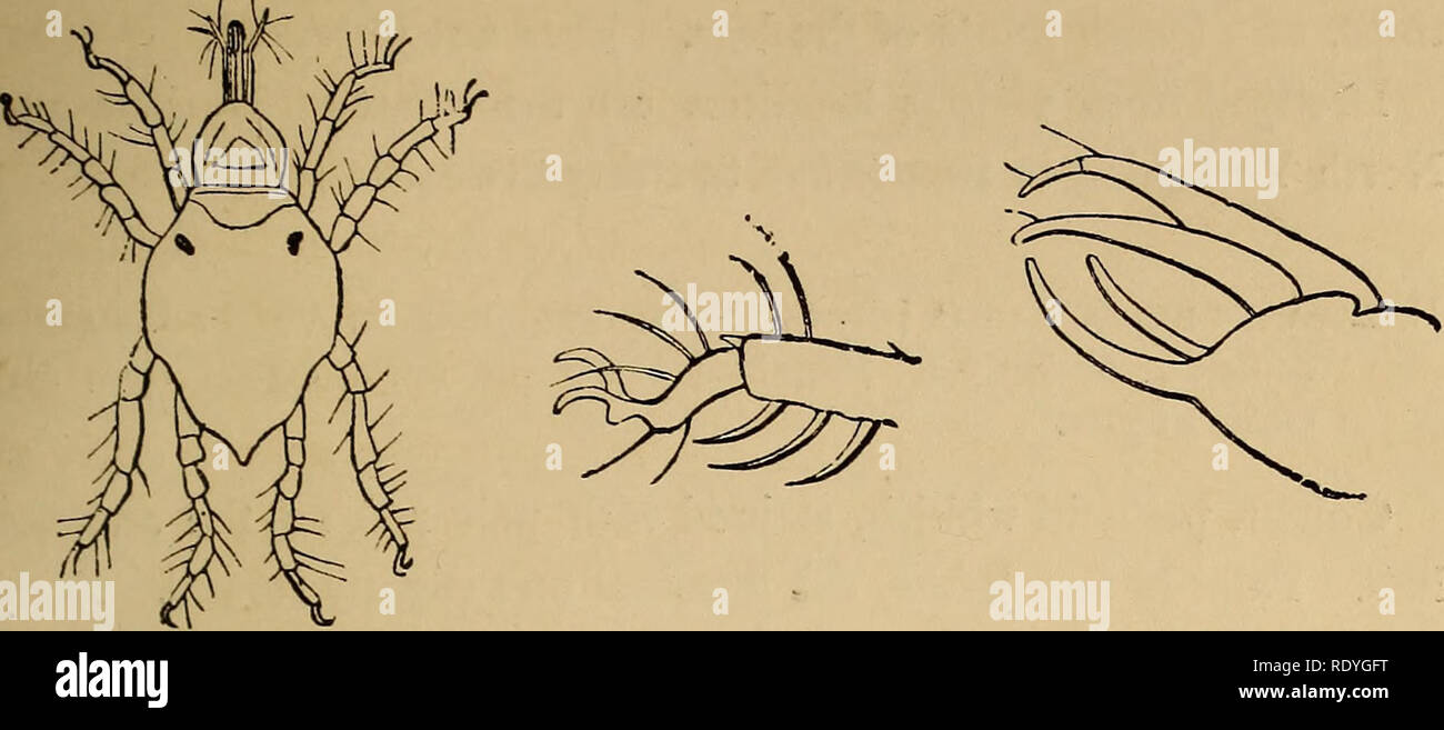 . Economic entomology. Beneficial insects; Insect pests; Thysanura ...