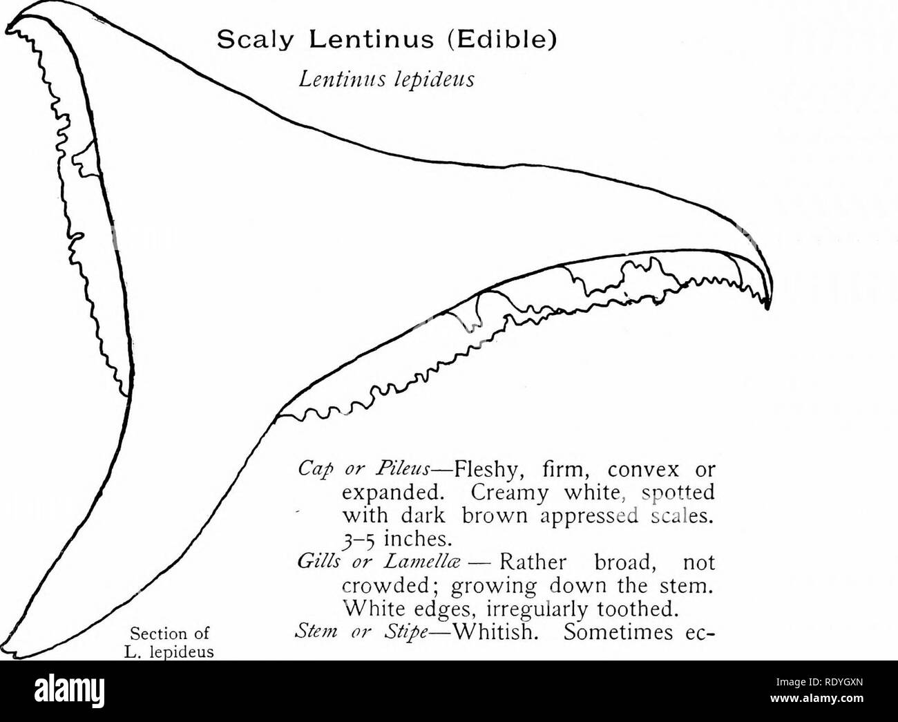 Lentinus mushroom Black and White Stock Photos & Images - Alamy