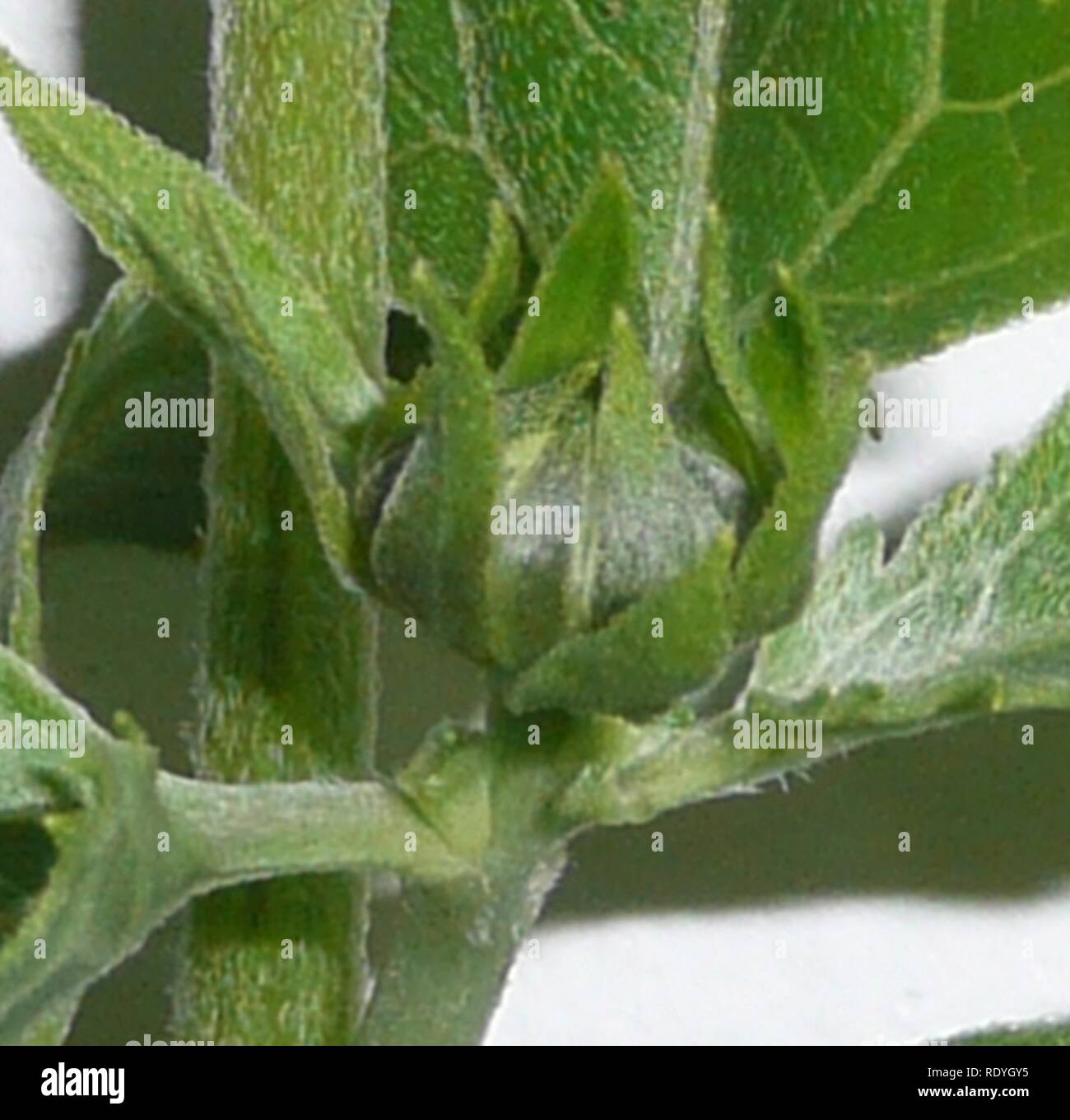 Asteraceae flower bud - involucral bracts (phyllaries) protecting the ...