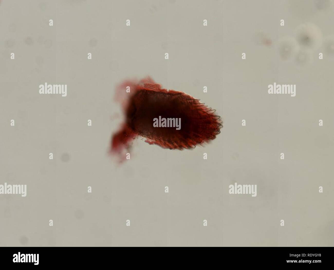 Pedicellaria hi-res stock photography and images - Alamy