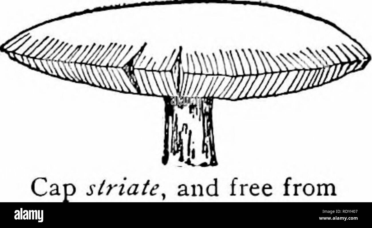 . The mushroom book : a popular guide to the identification and study ...