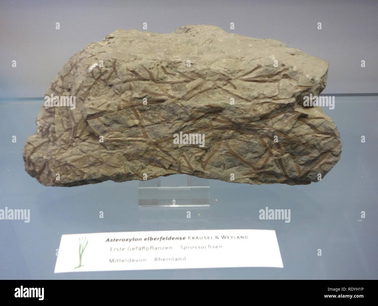 Asteroxylon elberfeldense fossil - Botanischer Garten, Dresden, Germany ...