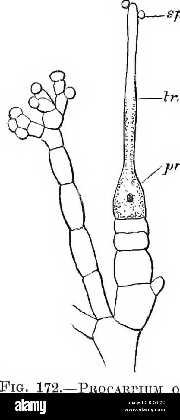 Pythium hi-res stock photography and images - Alamy