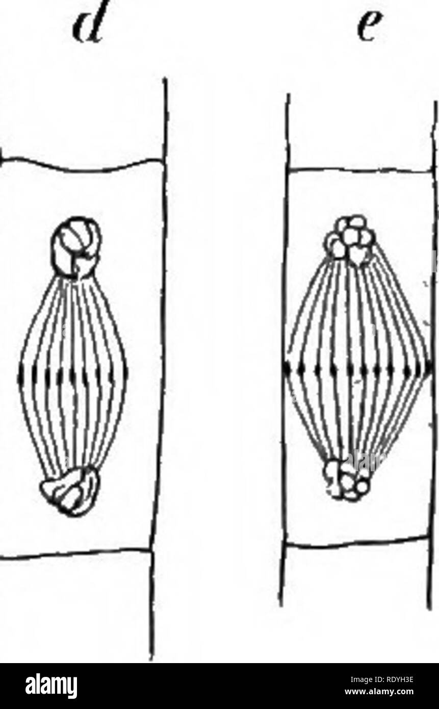 Cell Plate Formation High Resolution Stock Photography and Images - Alamy