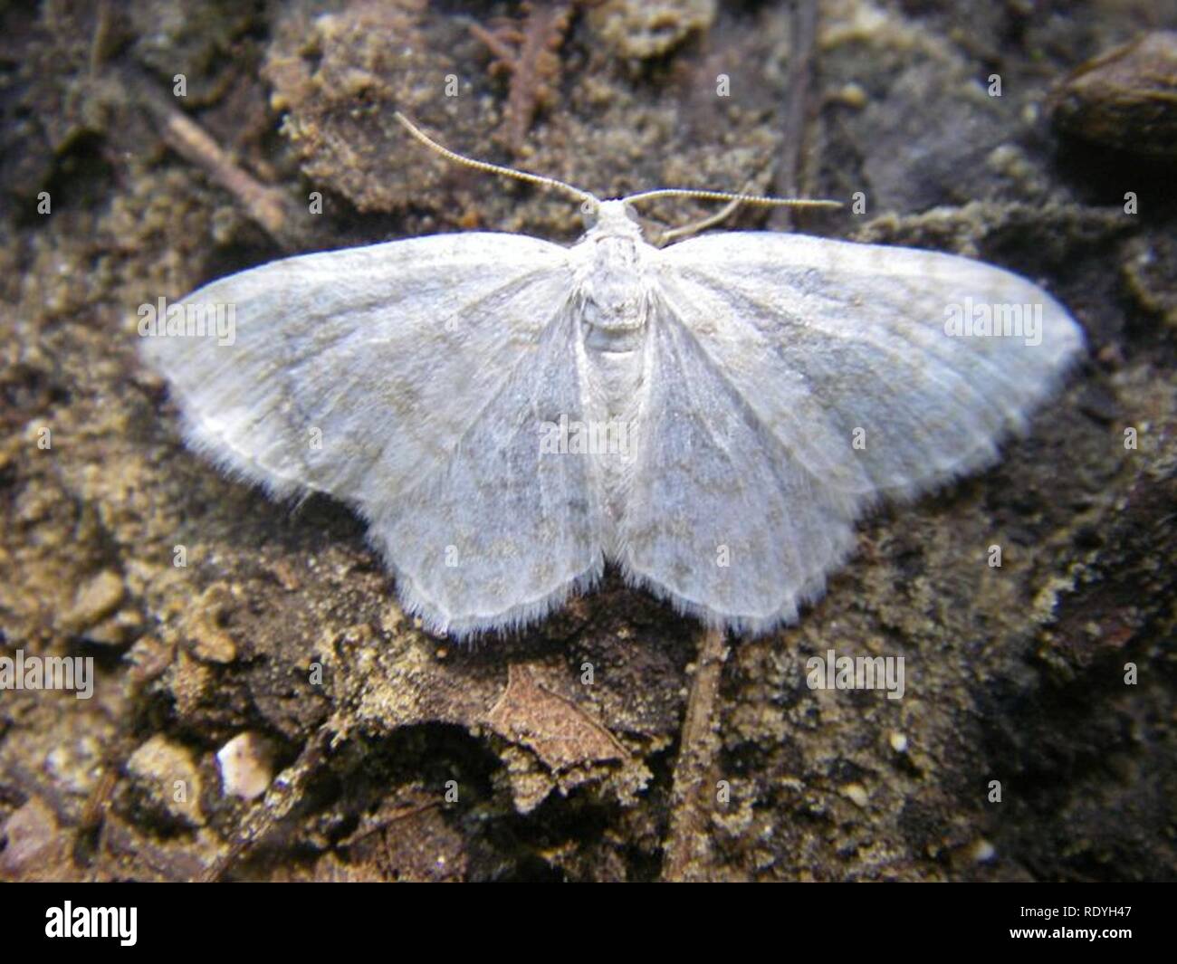Asthena albulata (Geometridae) (Small White Wave) - (imago) Bourg-et ...