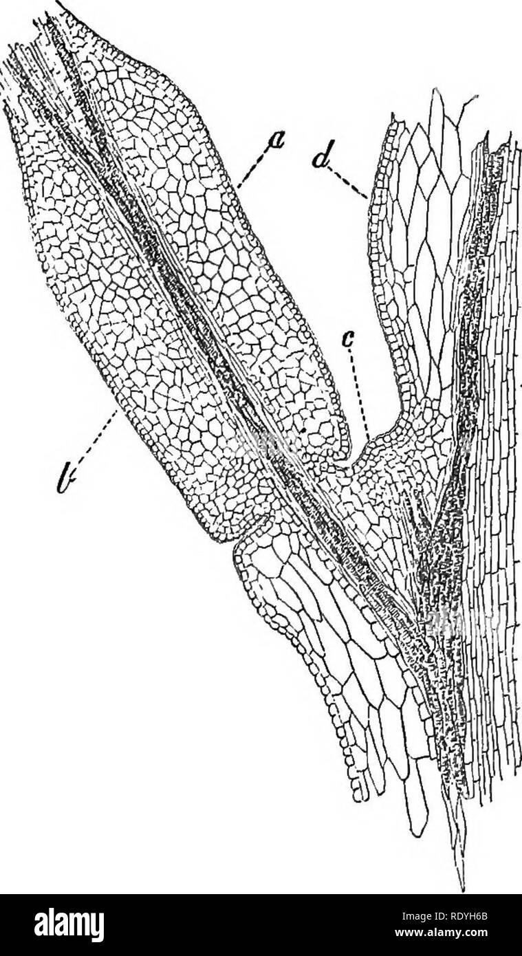 . An introduction to vegetable physiology. Plant physiology ...