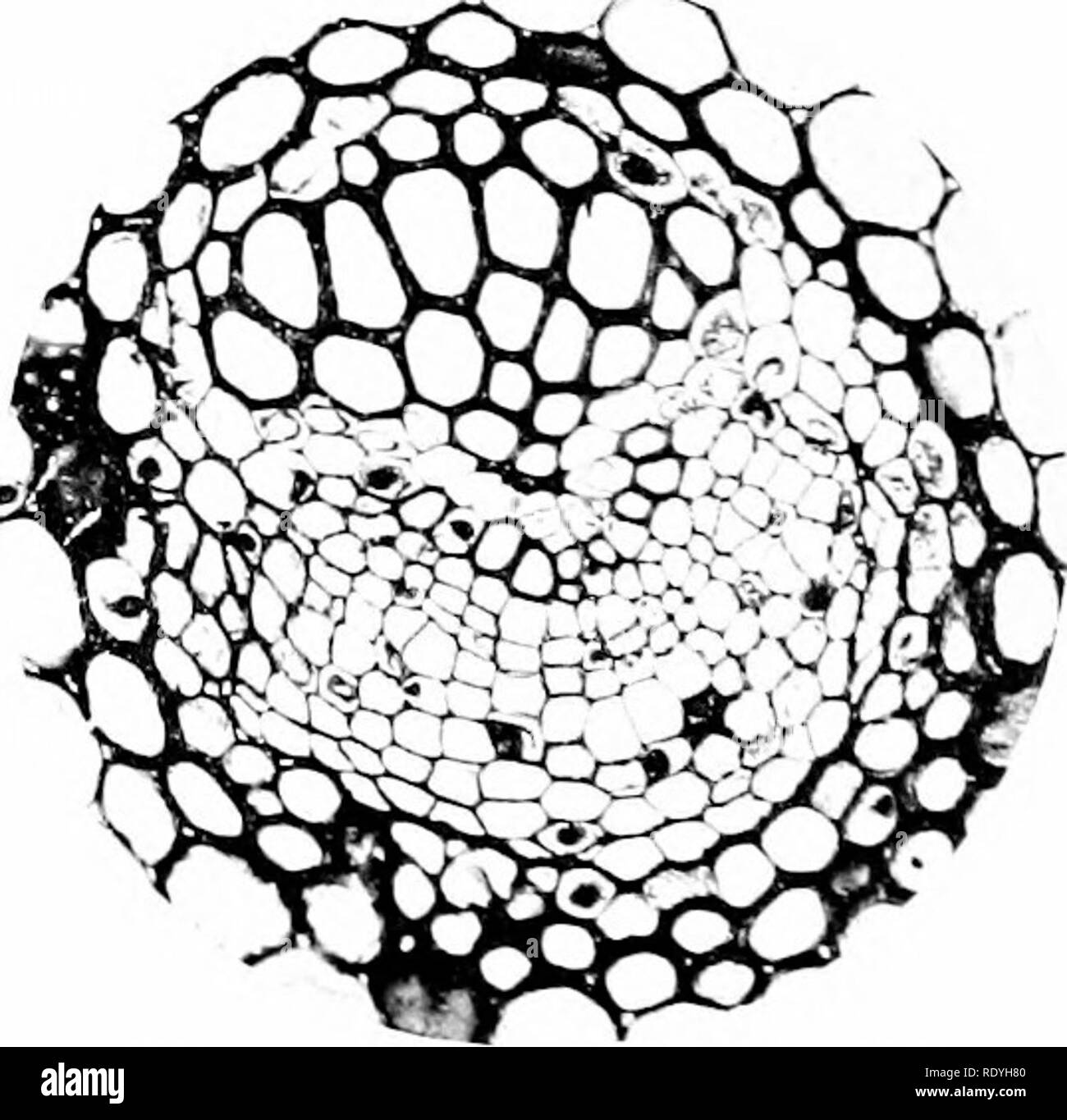 . Morphology of angiosperms (Morphology of spermatophytes. Part II ...