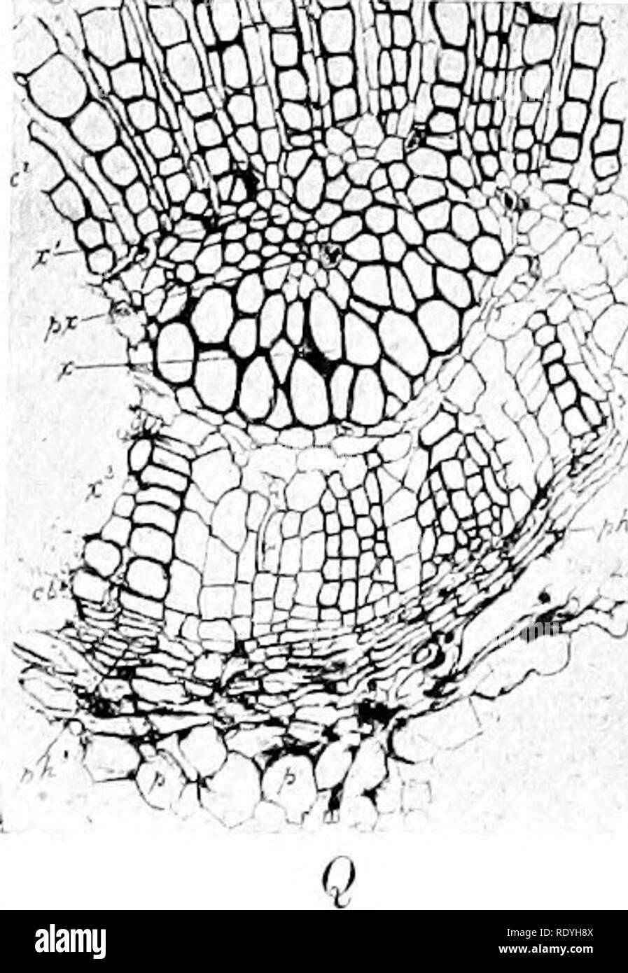 . Morphology of angiosperms (Morphology of spermatophytes. Part II ...