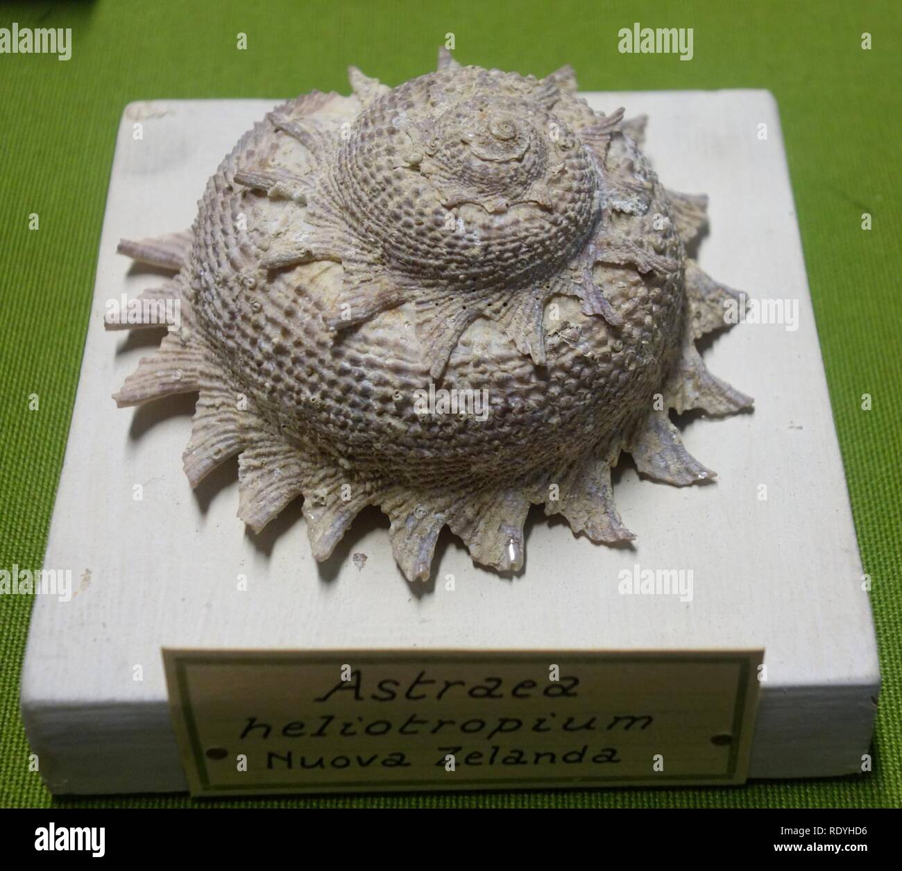 Astraea heliotropium hi-res stock photography and images - Alamy