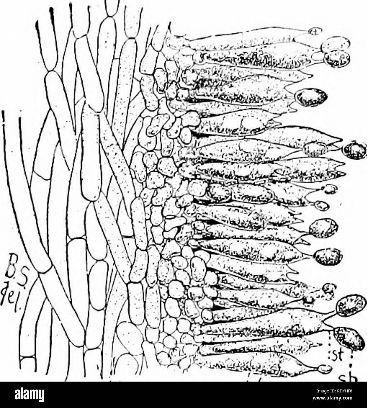 . The mushroom book : a popular guide to the identification and study ...