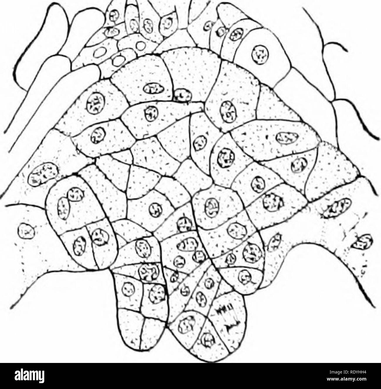 . Morphology of angiosperms (Morphology of spermatophytes. Part II ...