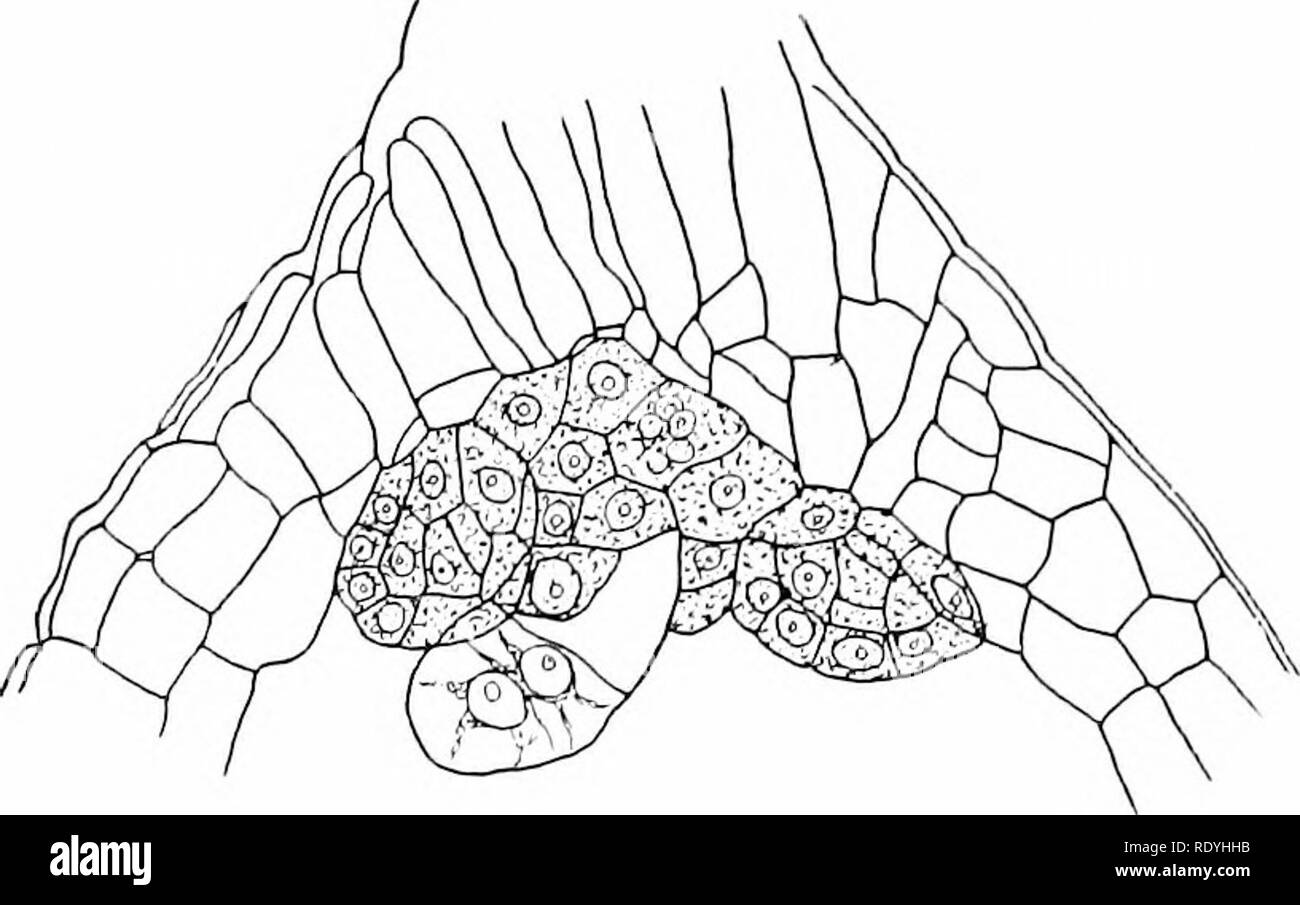 . Morphology of angiosperms (Morphology of spermatophytes. Part II ...