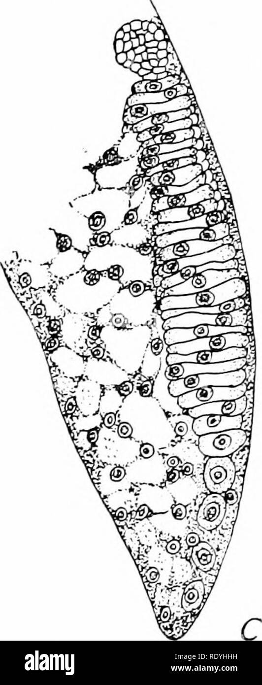 . Morphology of angiosperms (Morphology of spermatophytes. Part II ...