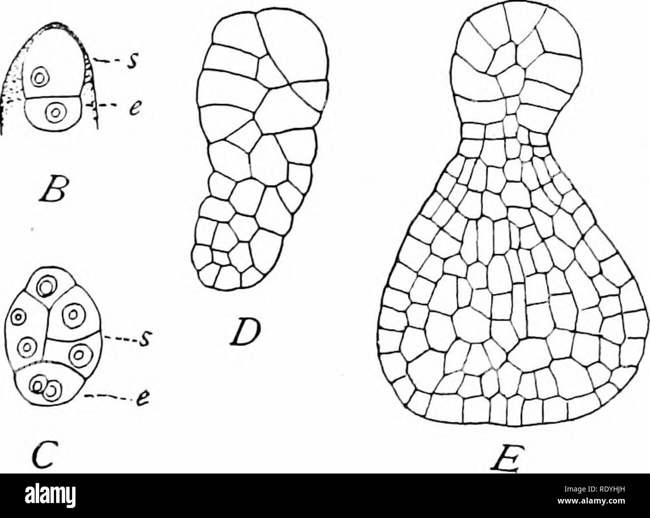 . Morphology of angiosperms (Morphology of spermatophytes. Part II ...