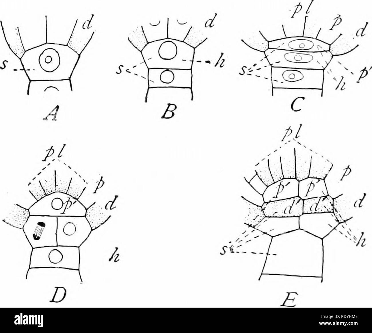 . Morphology of angiosperms (Morphology of spermatophytes. Part II ...