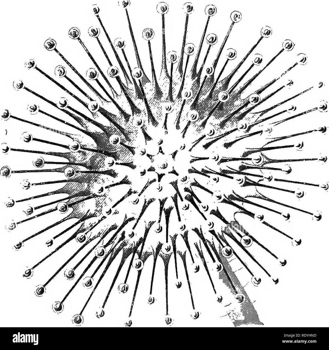 . An introduction to vegetable physiology. Plant physiology. 192 ...