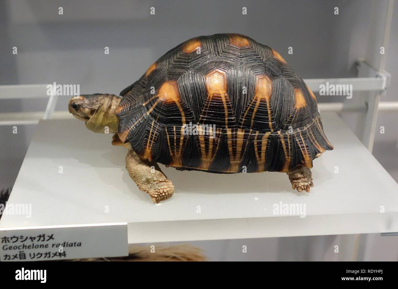 Geochelone radiata hi-res stock photography and images - Alamy