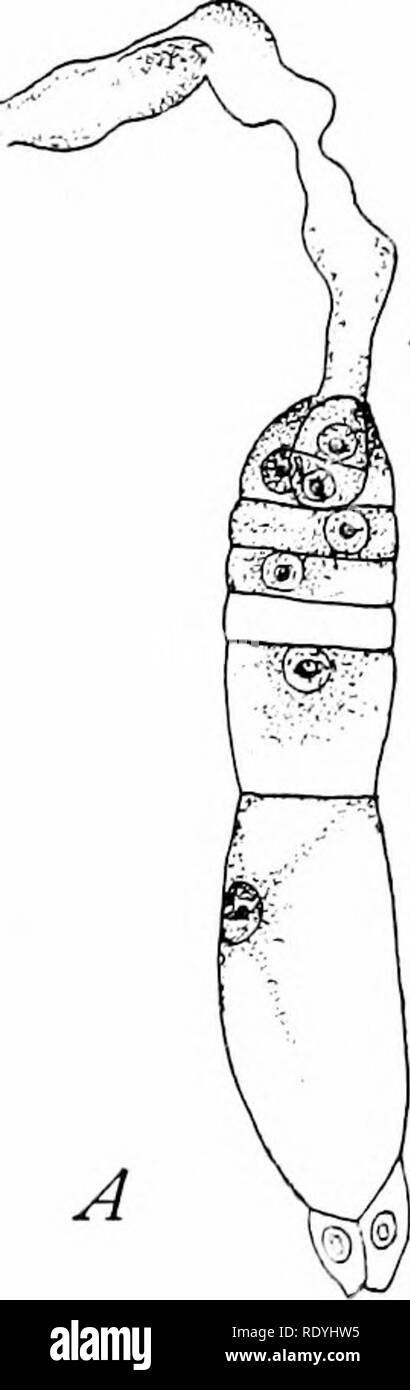 . Morphology of angiosperms (Morphology of spermatophytes. Part II ...