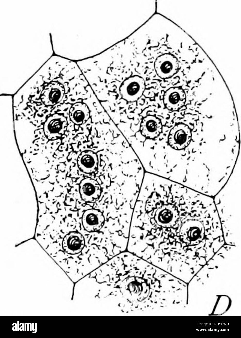 . Morphology of angiosperms (Morphology of spermatophytes. Part II ...