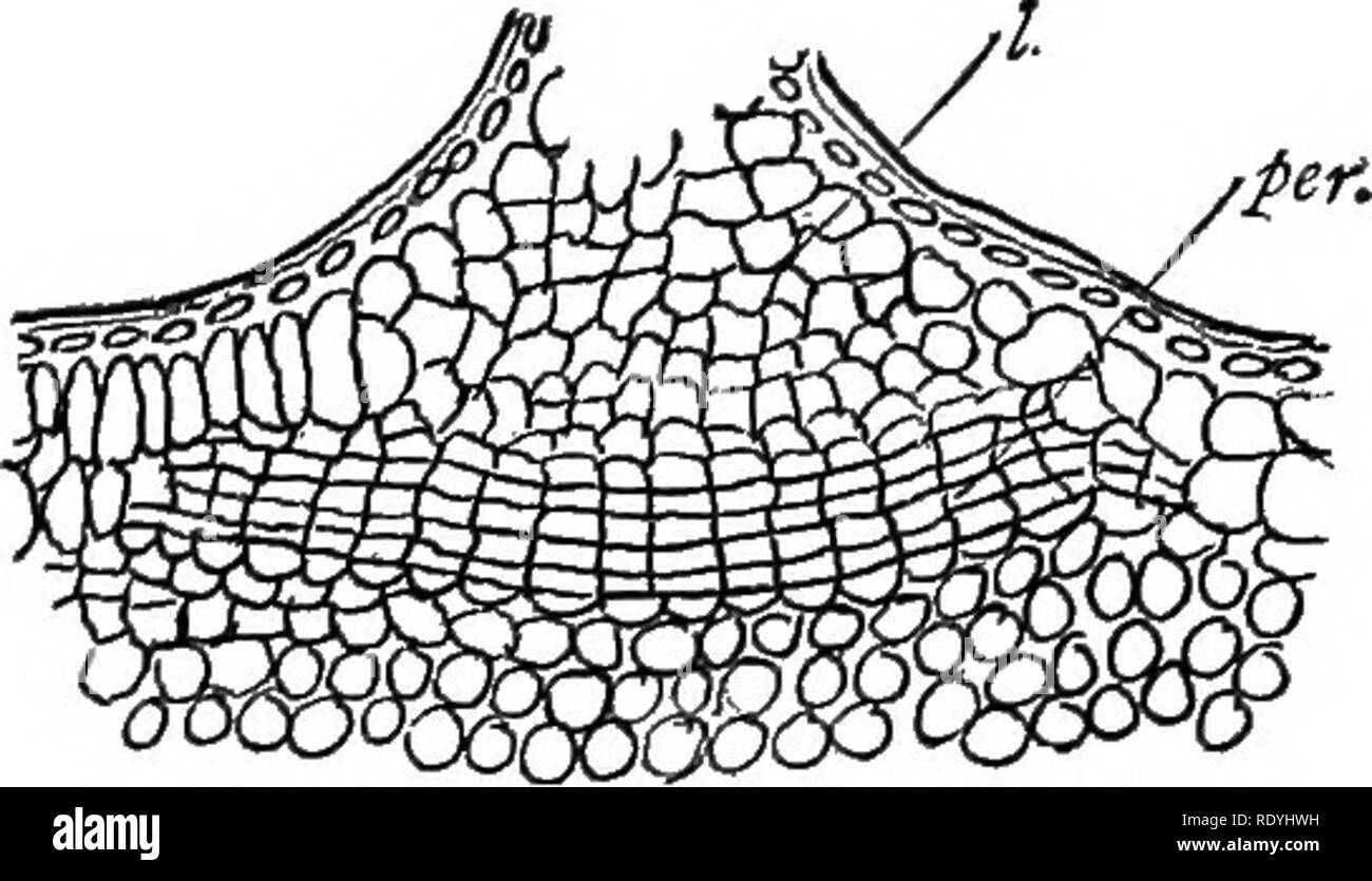 Lenticel Diagram