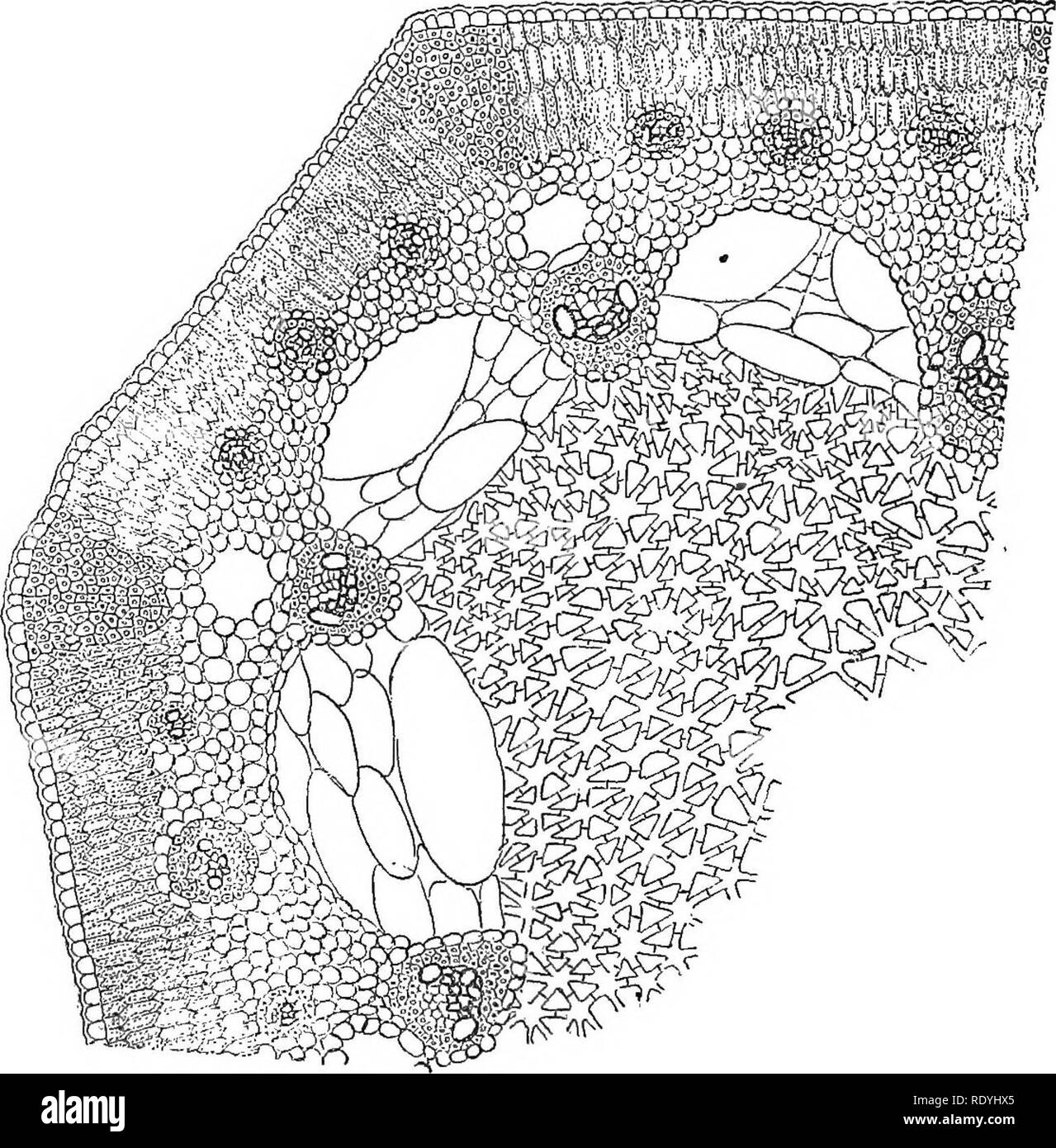 Stellate tissue hi-res stock photography and images - Alamy