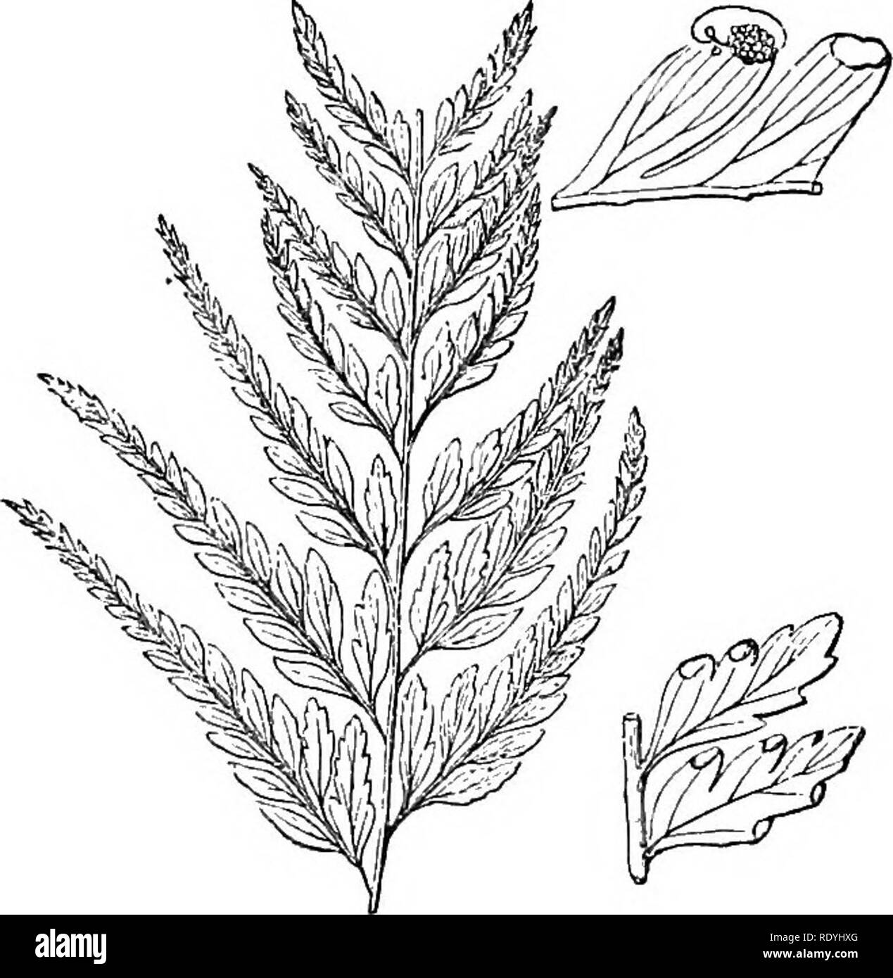 . Ferns: British & foreign. The history, organography, classification ...