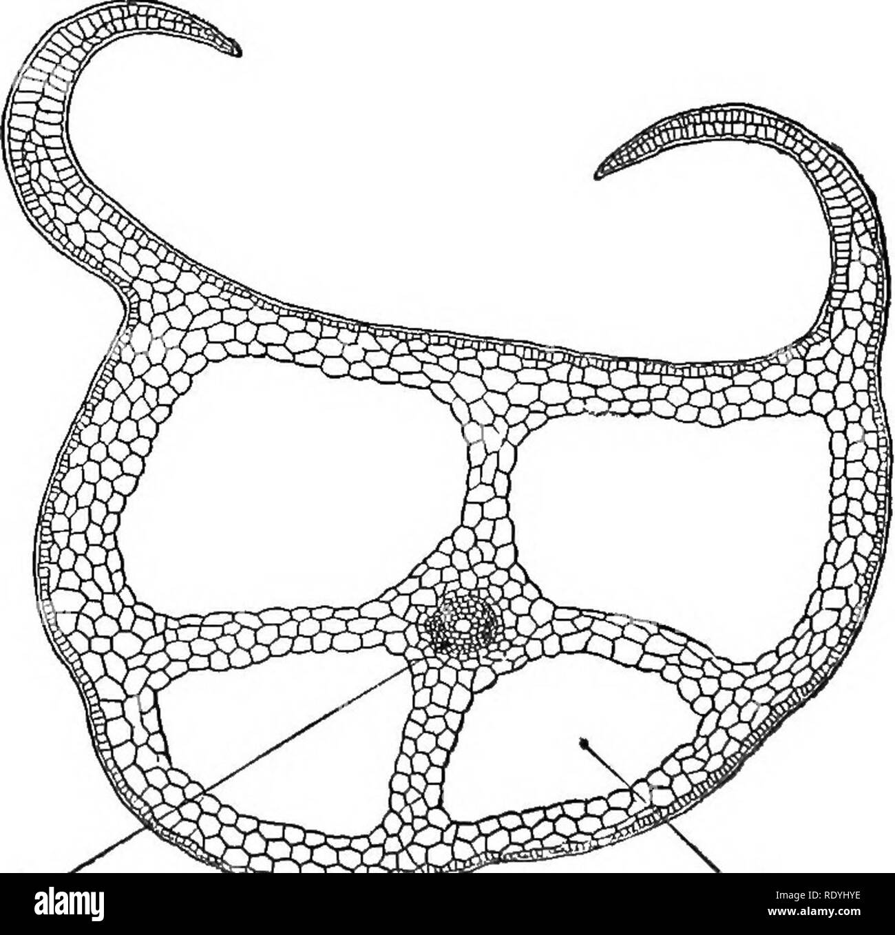 Intercellular communication Black and White Stock Photos & Images - Alamy