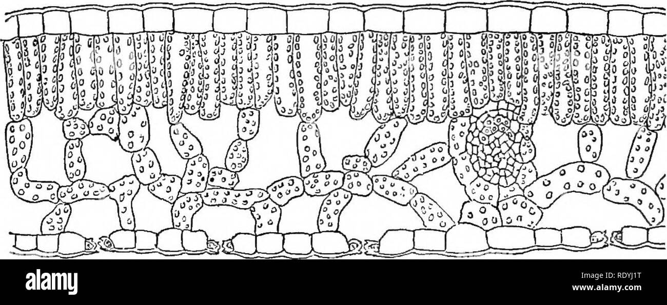 Lenticels Black and White Stock Photos & Images - Alamy