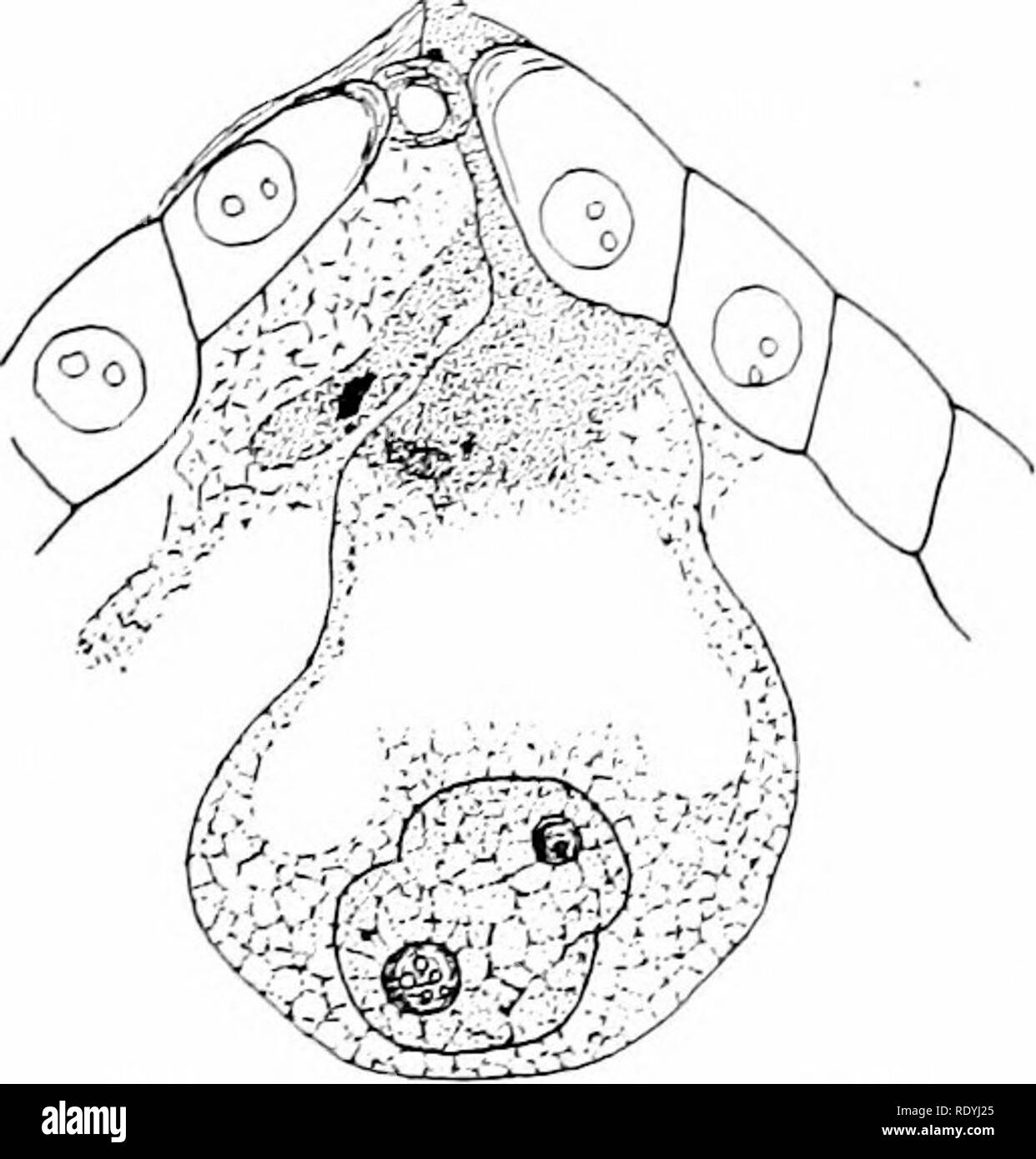 Lenticular shape Black and White Stock Photos & Images - Alamy