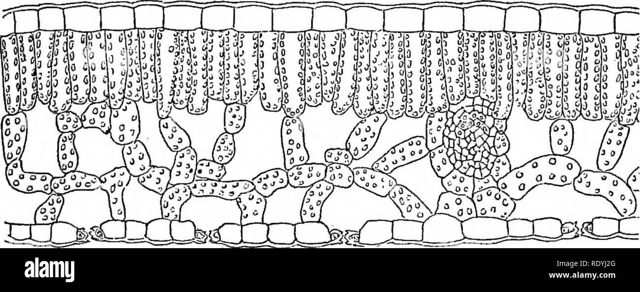 Transverse section of a plant root hi-res stock photography and images ...